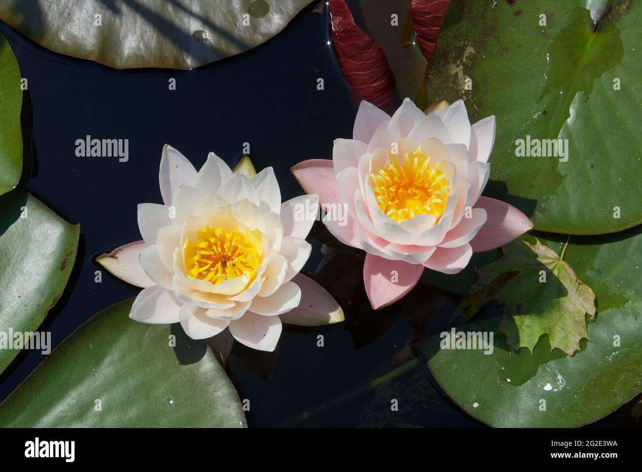 Sweet scented waterlily hi-res stock photography and images - Alamy