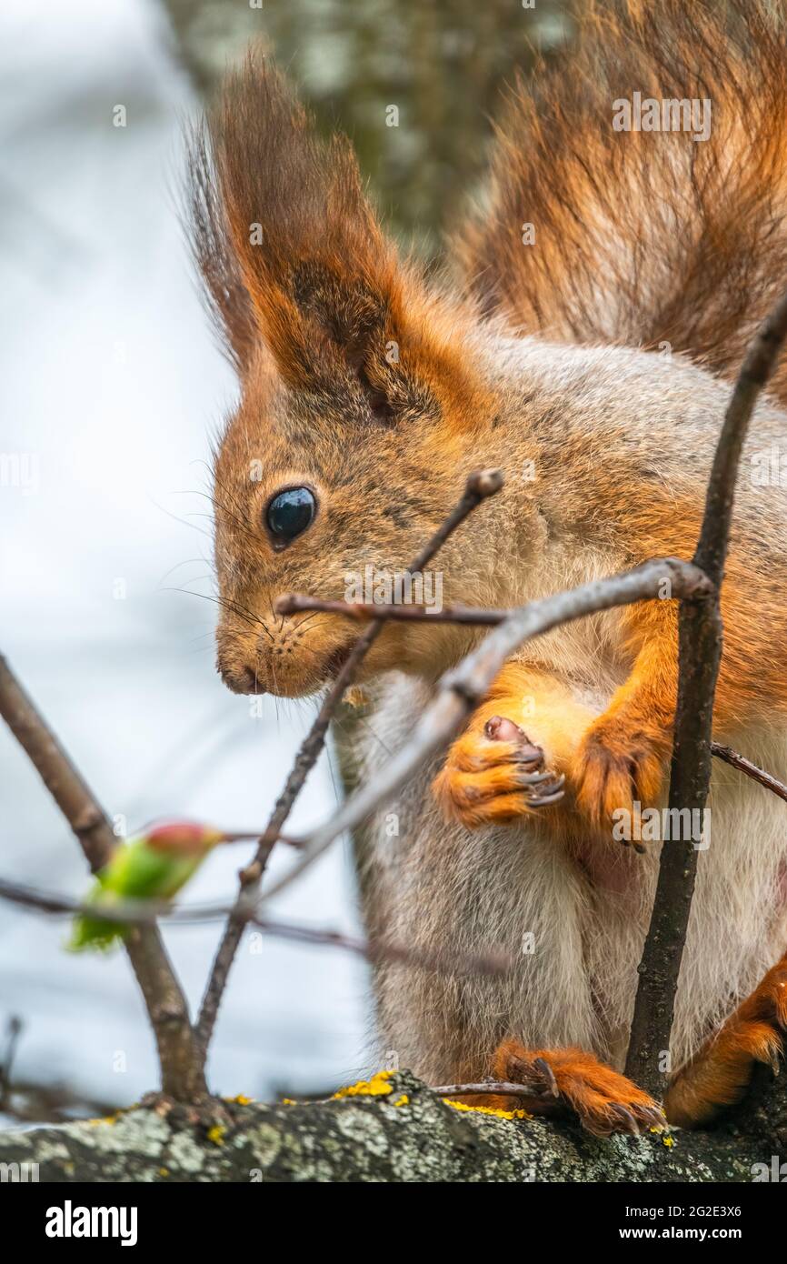 The squirrel with nut sits on a branches in the spring or summer ...
