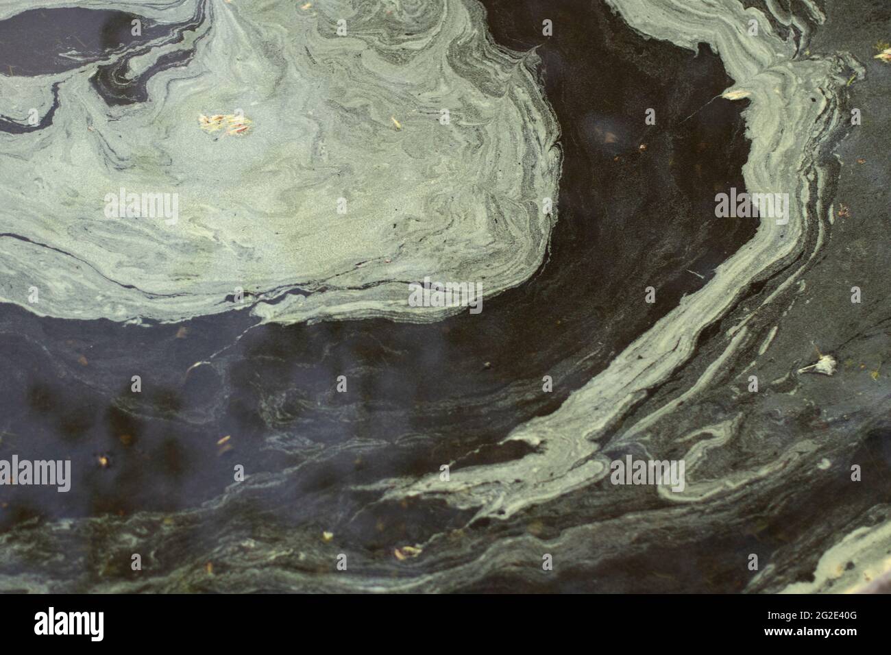Pollen in a puddle. Beautiful stains in the water. Brownian motion of ...