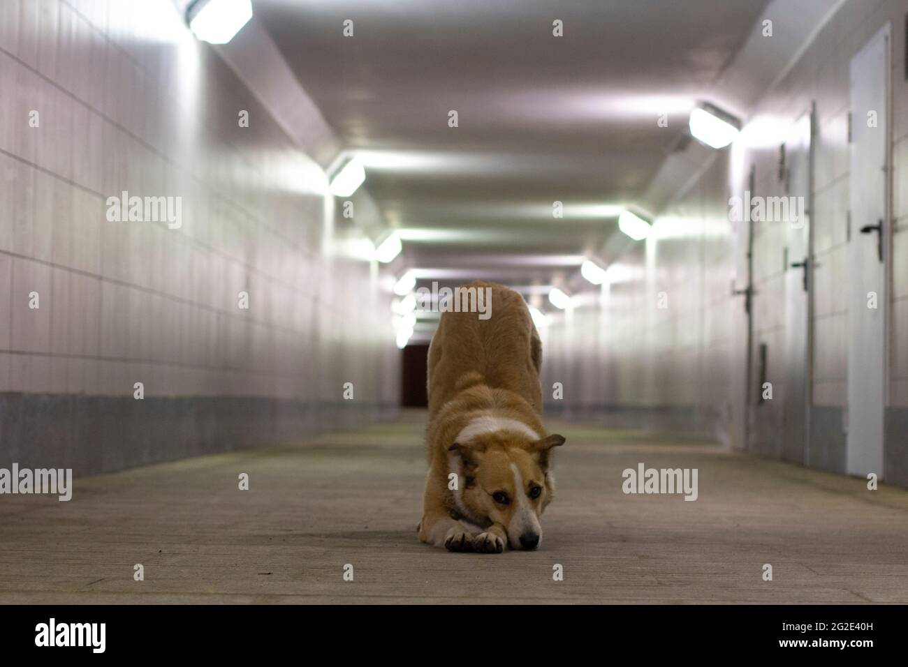 Homeless dog in the tunnel. The dog lives on the street. The animal is ...