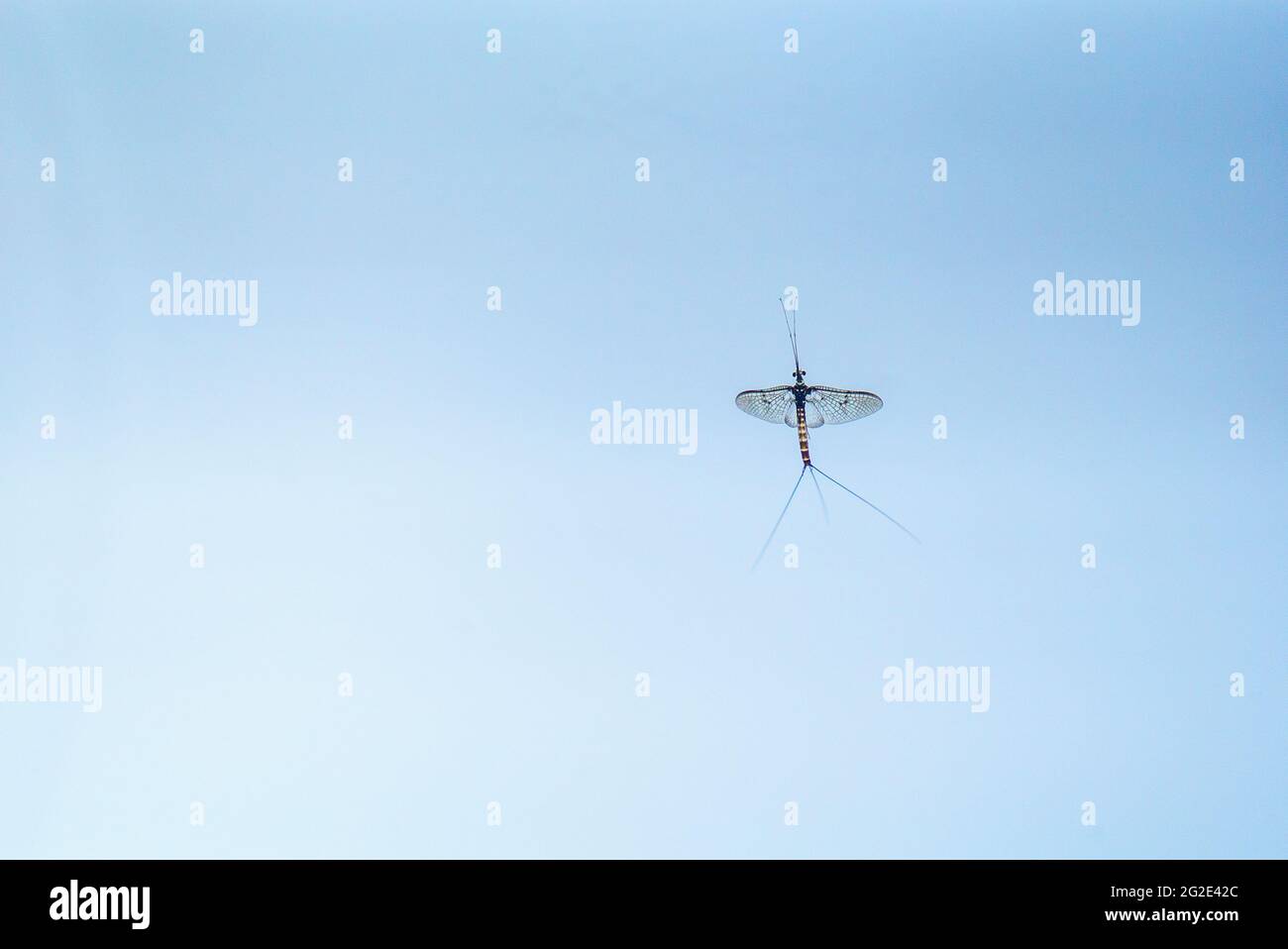 Mayfly in flight Stock Photo - Alamy