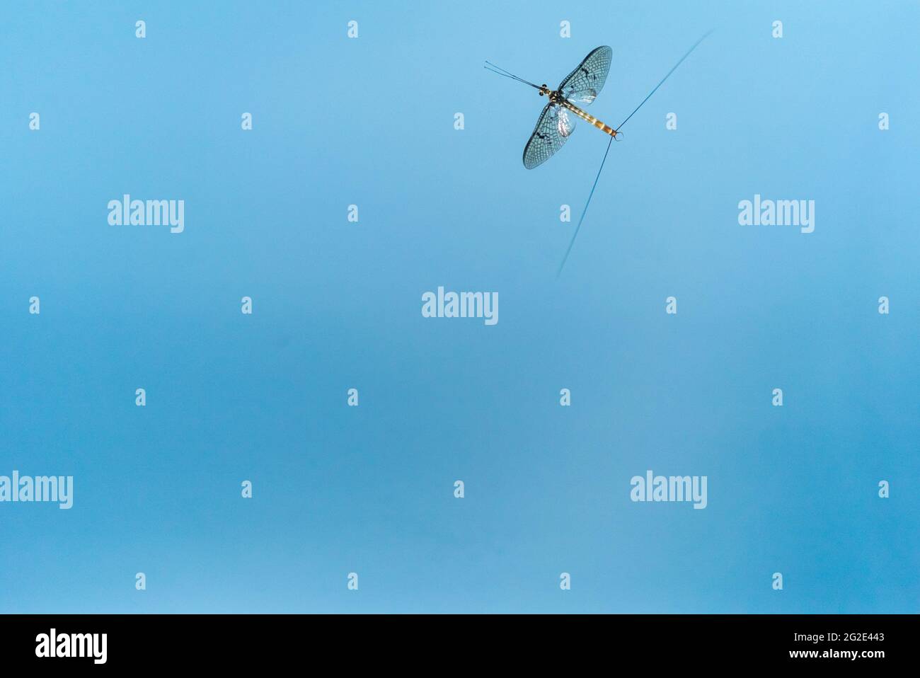 Mayfly in flight [1] Stock Photo - Alamy