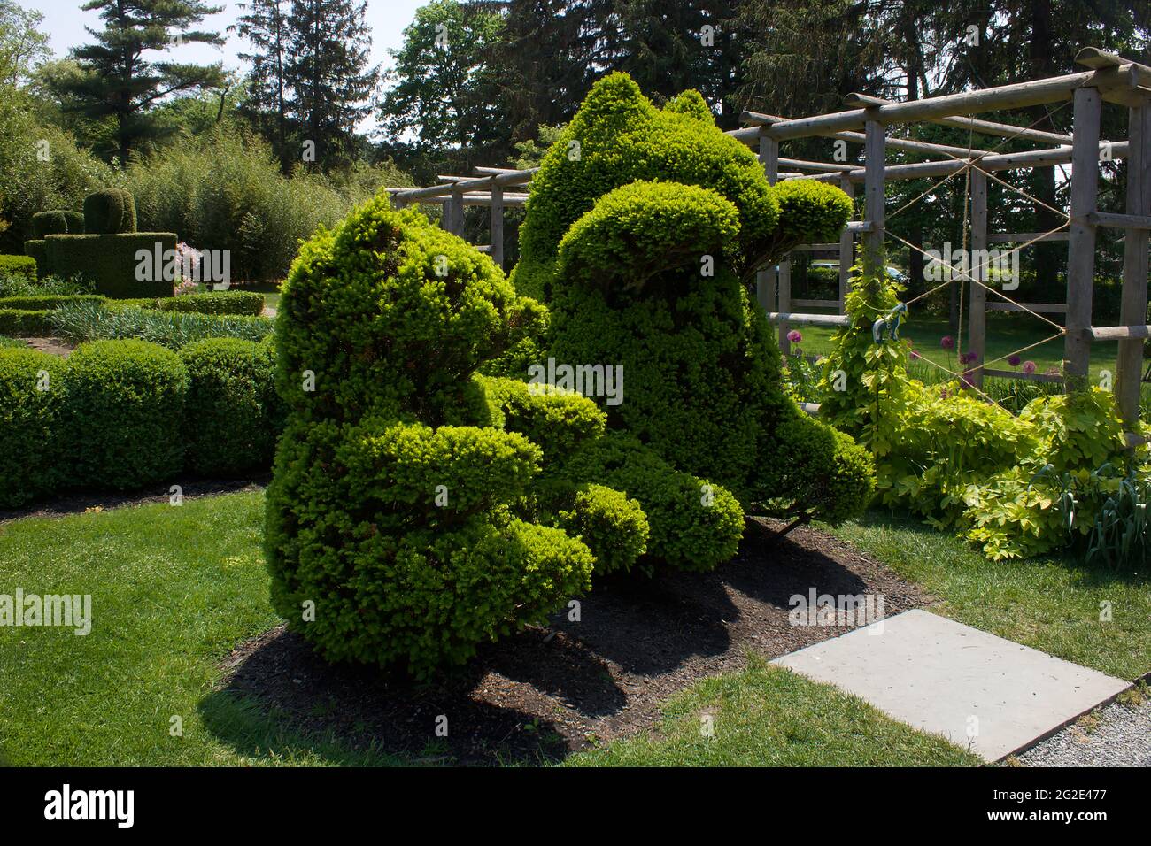 Bears Topiary- Bear hedges in the garden Stock Photo - Alamy