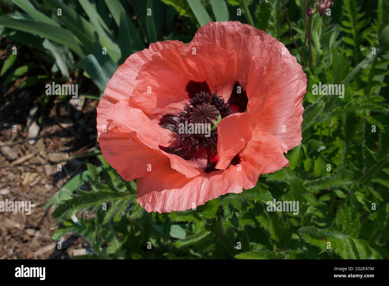 Garden beautiful flowers hi-res stock photography and images - Alamy