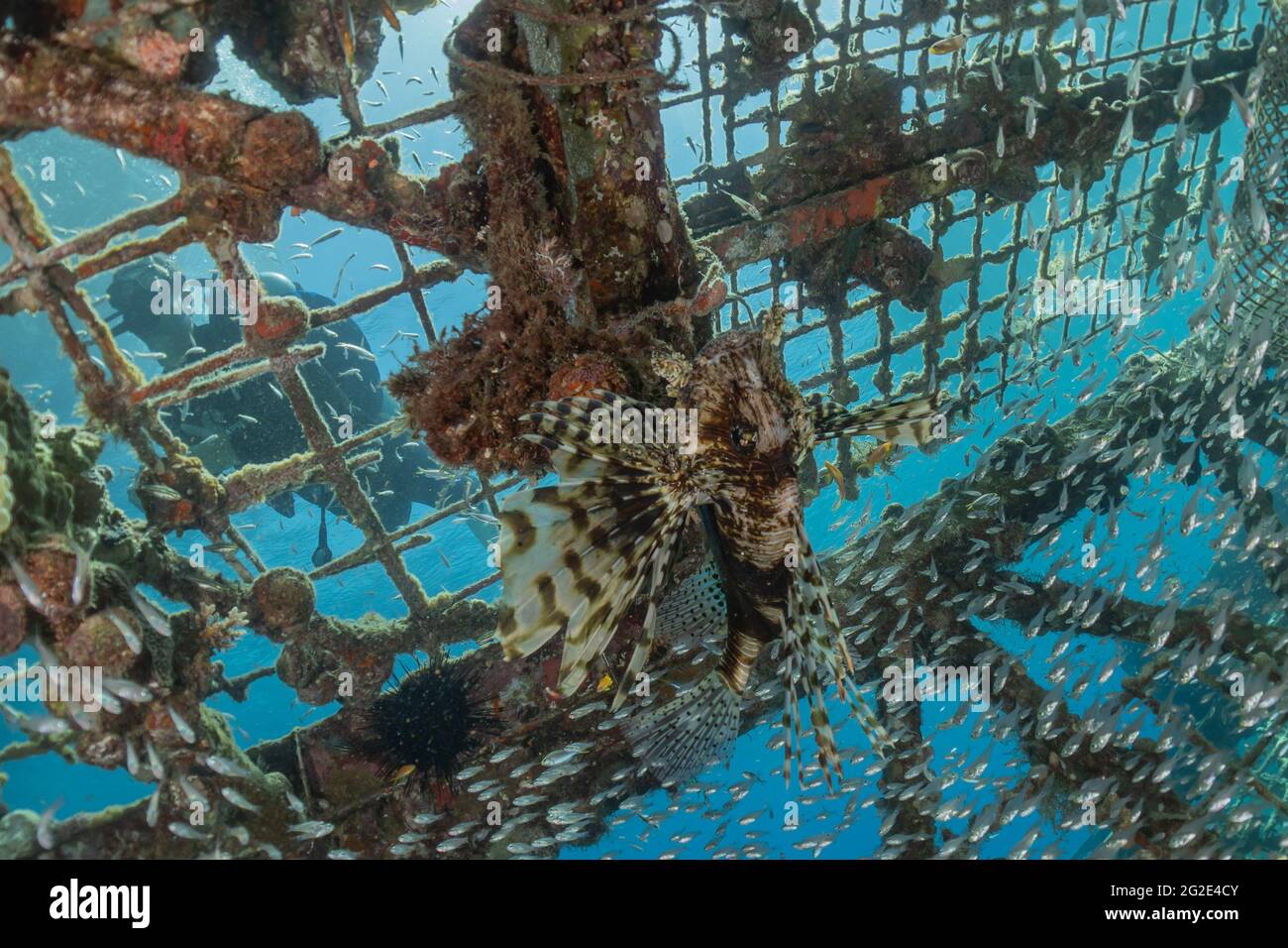 Lionfish in the Red Sea colorful fish, Eilat Israel Stock Photo - Alamy