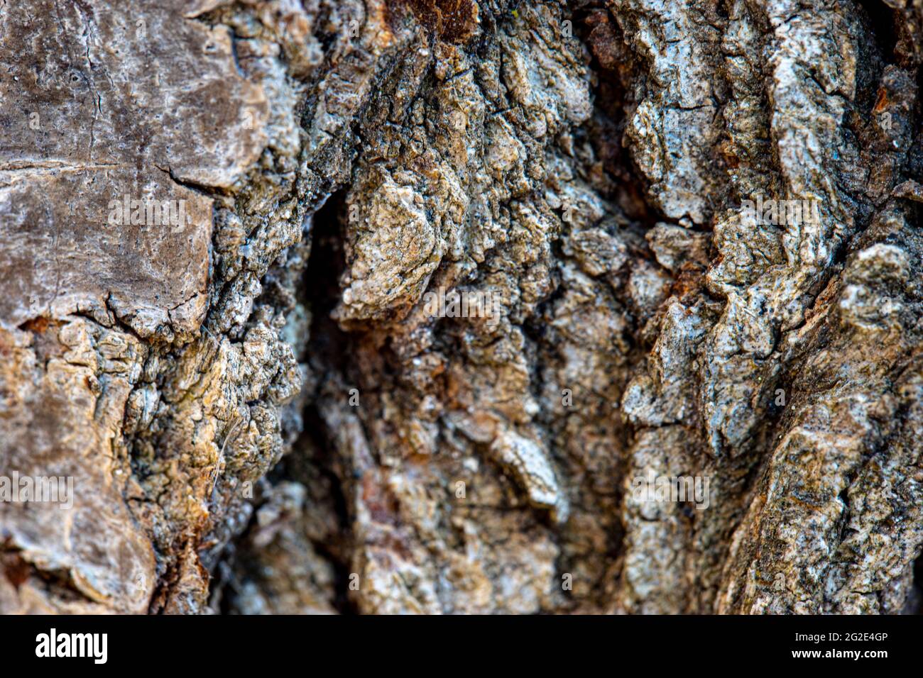 Olive tree bark hi-res stock photography and images - Alamy