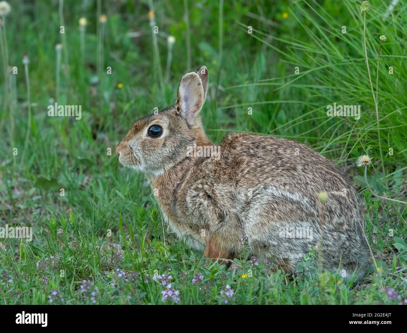 Jackrabbit Ears Alert High Resolution Stock Photography and Images - Alamy