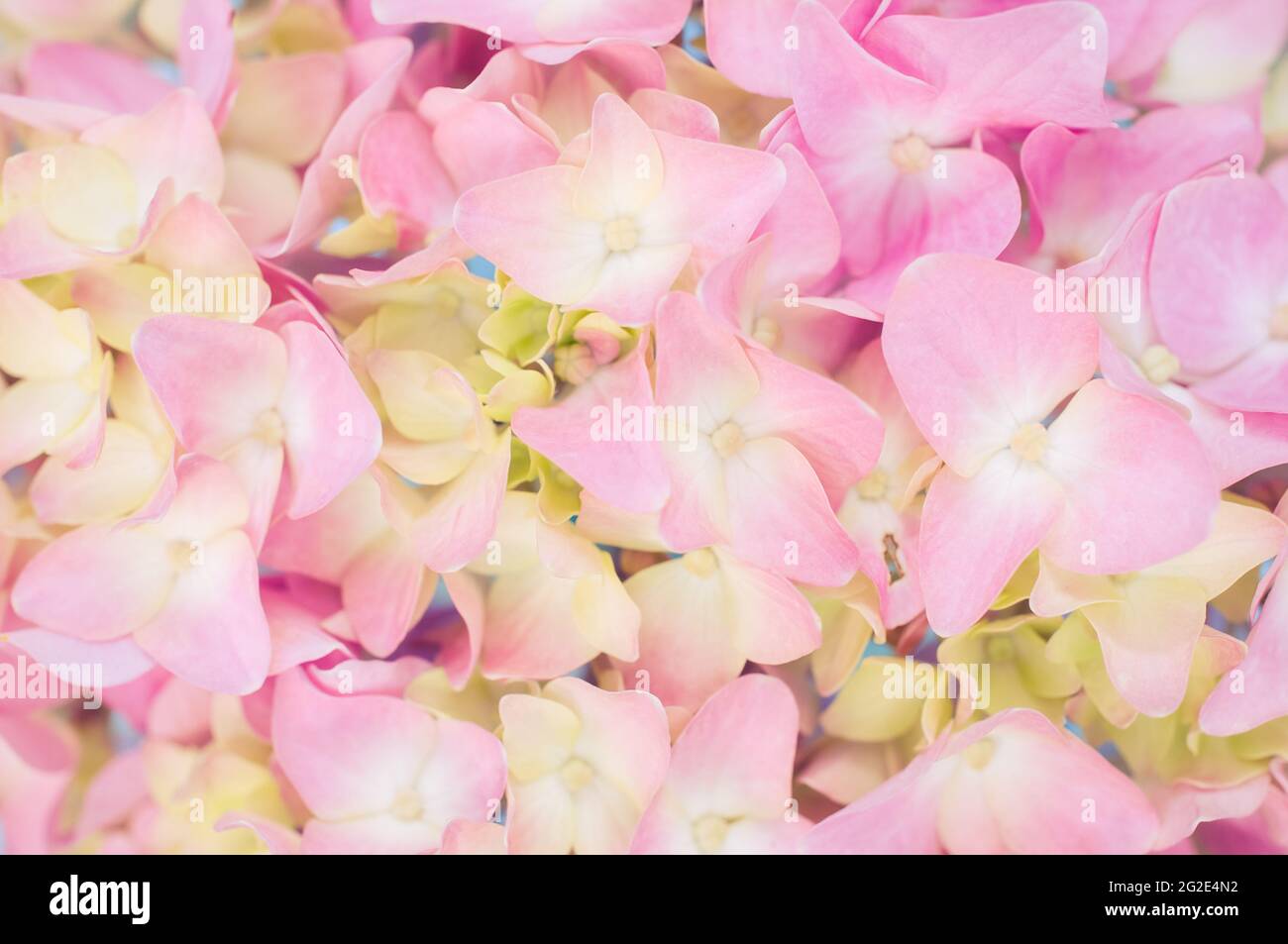 Closeup of a bouquet of fresh pink hydrangeas under the lights ...