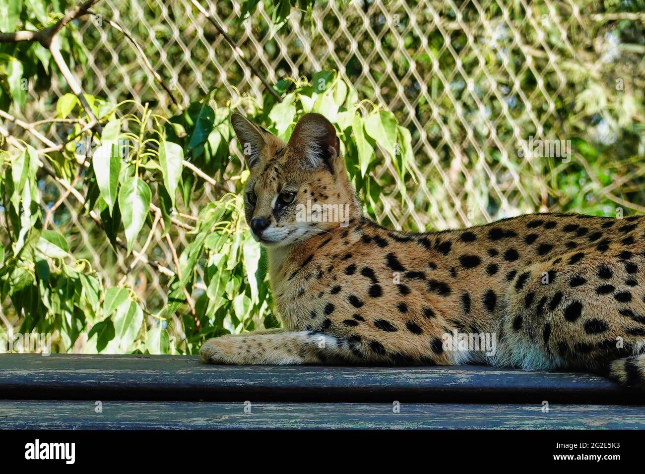 Resting serval hi-res stock photography and images - Alamy