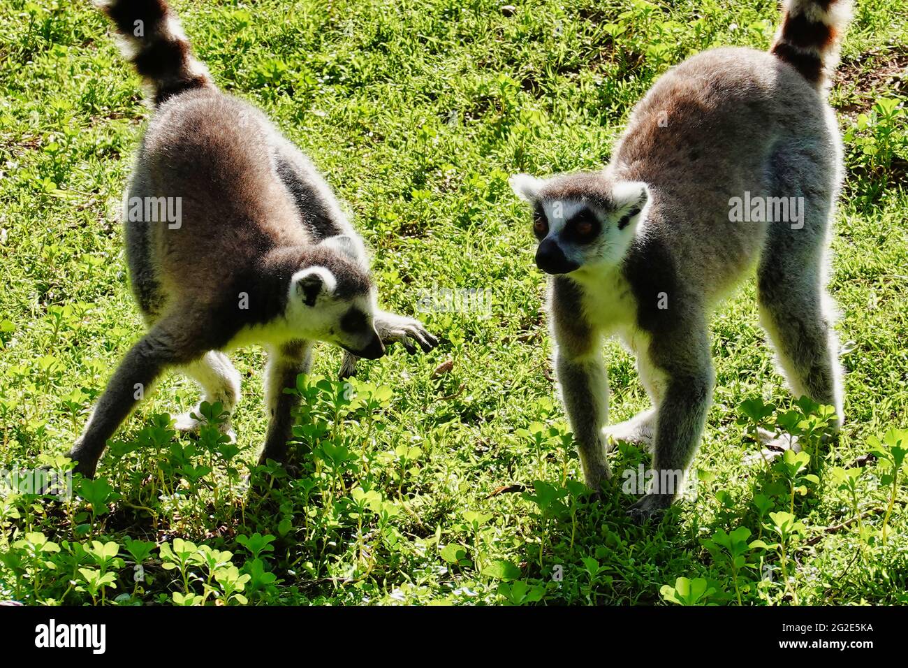 Ring-tailed lemurs (Lemur catta) on the green ground Stock Photo - Alamy