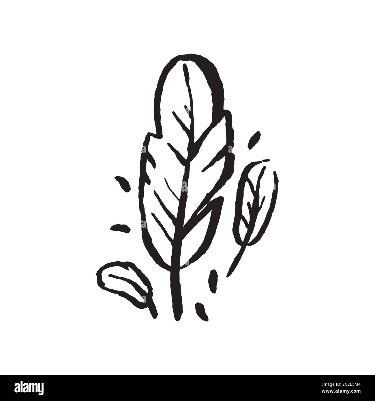 Mystical magic witch feather hand drawn illustration Stock Vector Image ...