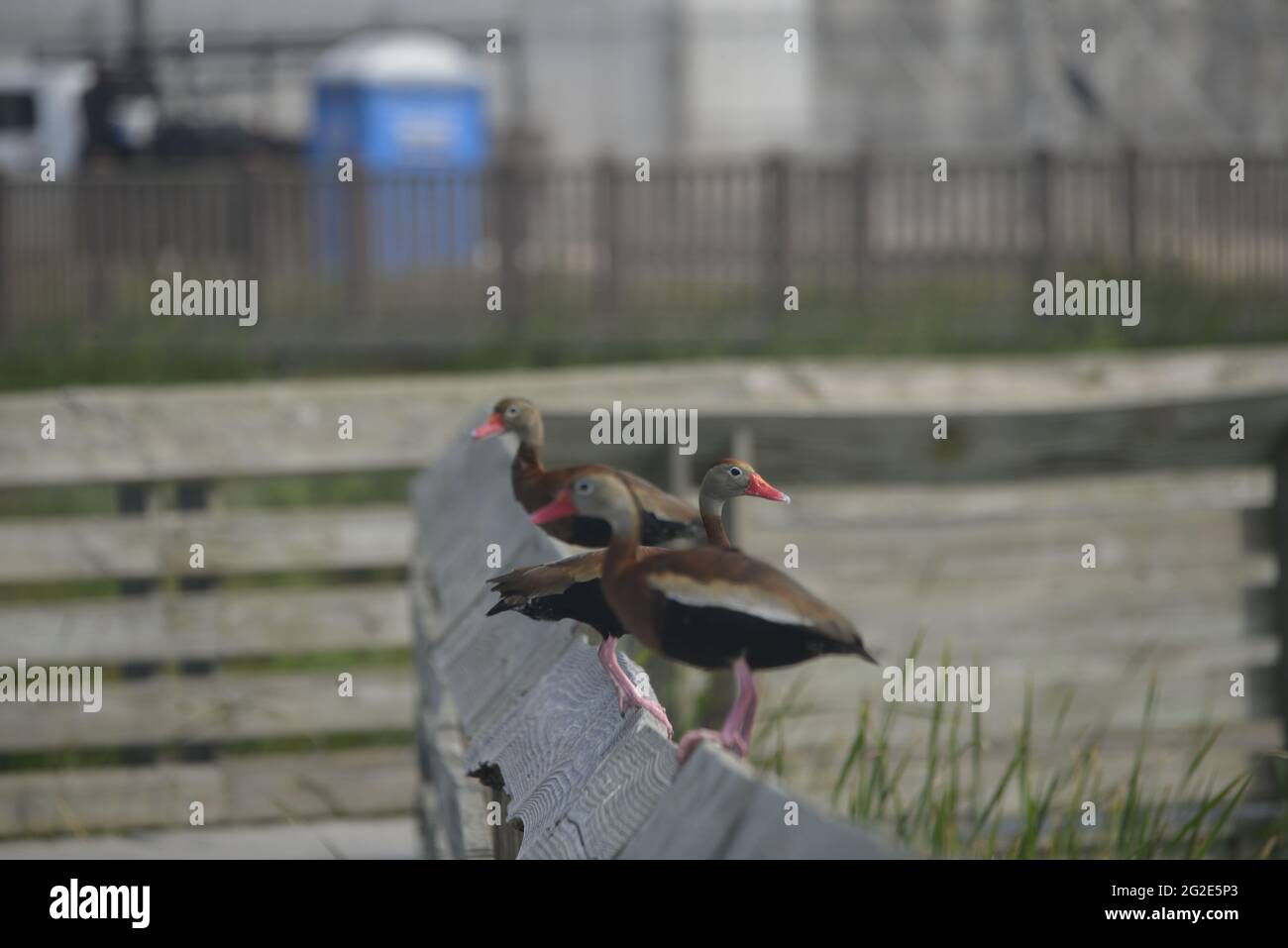 Birds of South Texas - BLACK-BELLIED WHISTLING DUCK, tree duck Stock ...