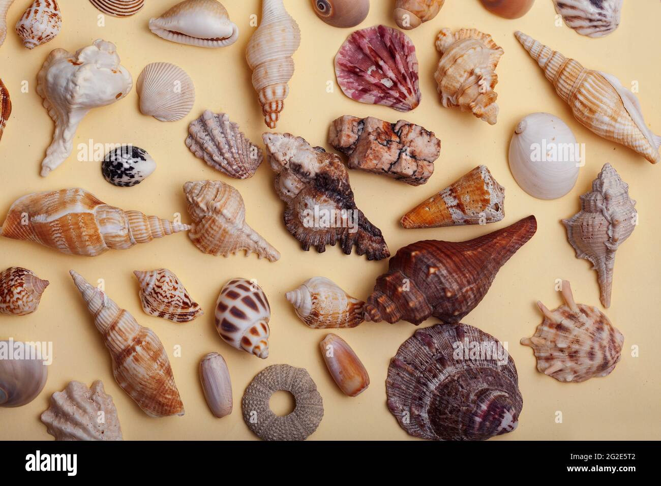 a lot of different empty sea shells on yellow background, macro details ...