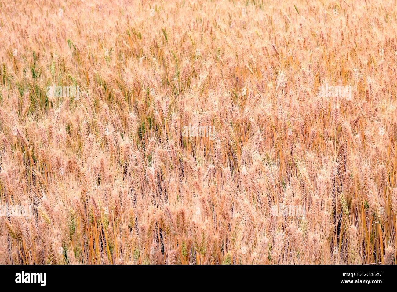 WHEAT FIELD; IN WASHINGTON STATE Stock Photo - Alamy