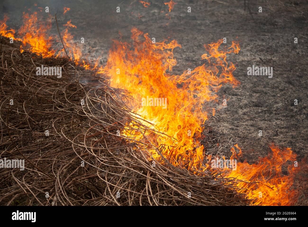 Dry grass is burning. Fire in the field in spring. Burning dead wood ...