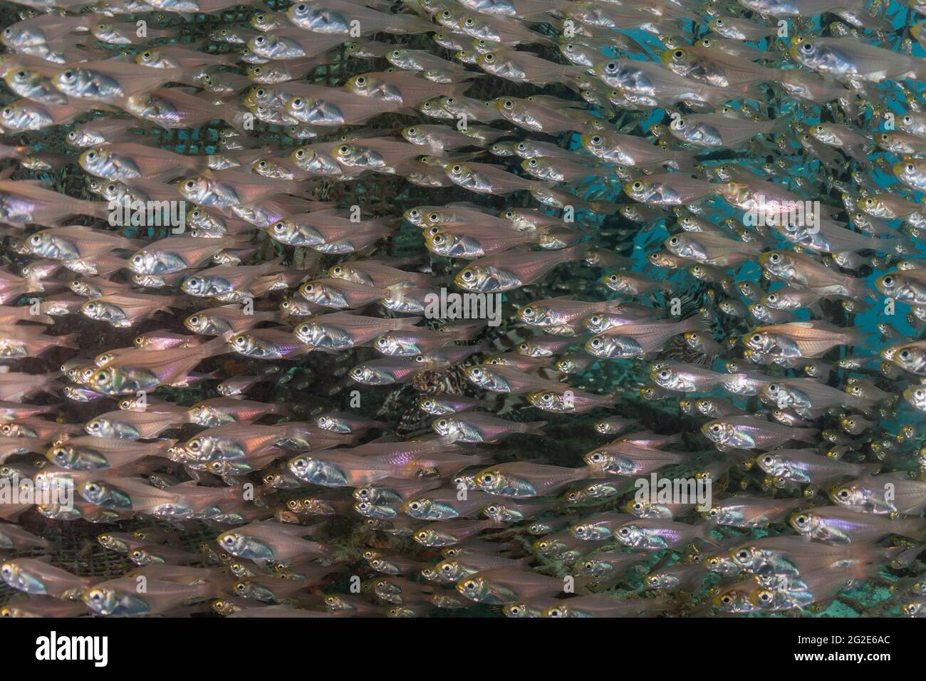 Fish swim in the Red Sea, colorful fish, Eilat Israel Stock Photo - Alamy