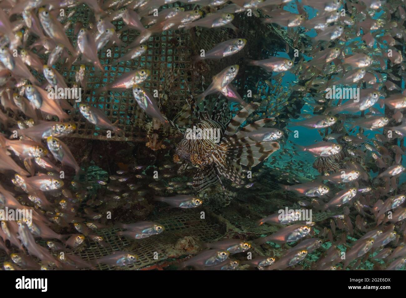 Fish swim in the Red Sea, colorful fish, Eilat Israel Stock Photo - Alamy