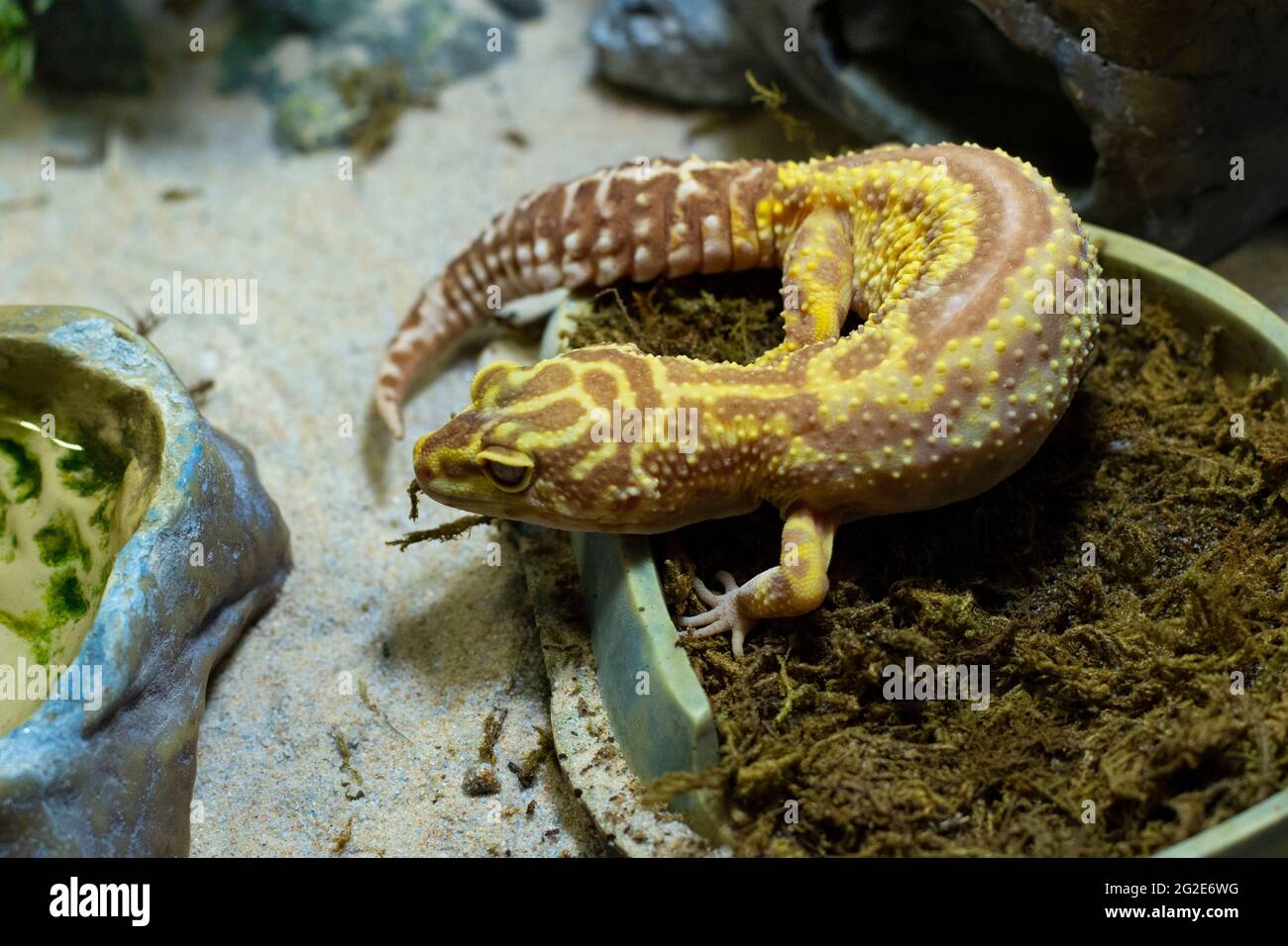 Keeping lizards hi-res stock photography and images - Alamy