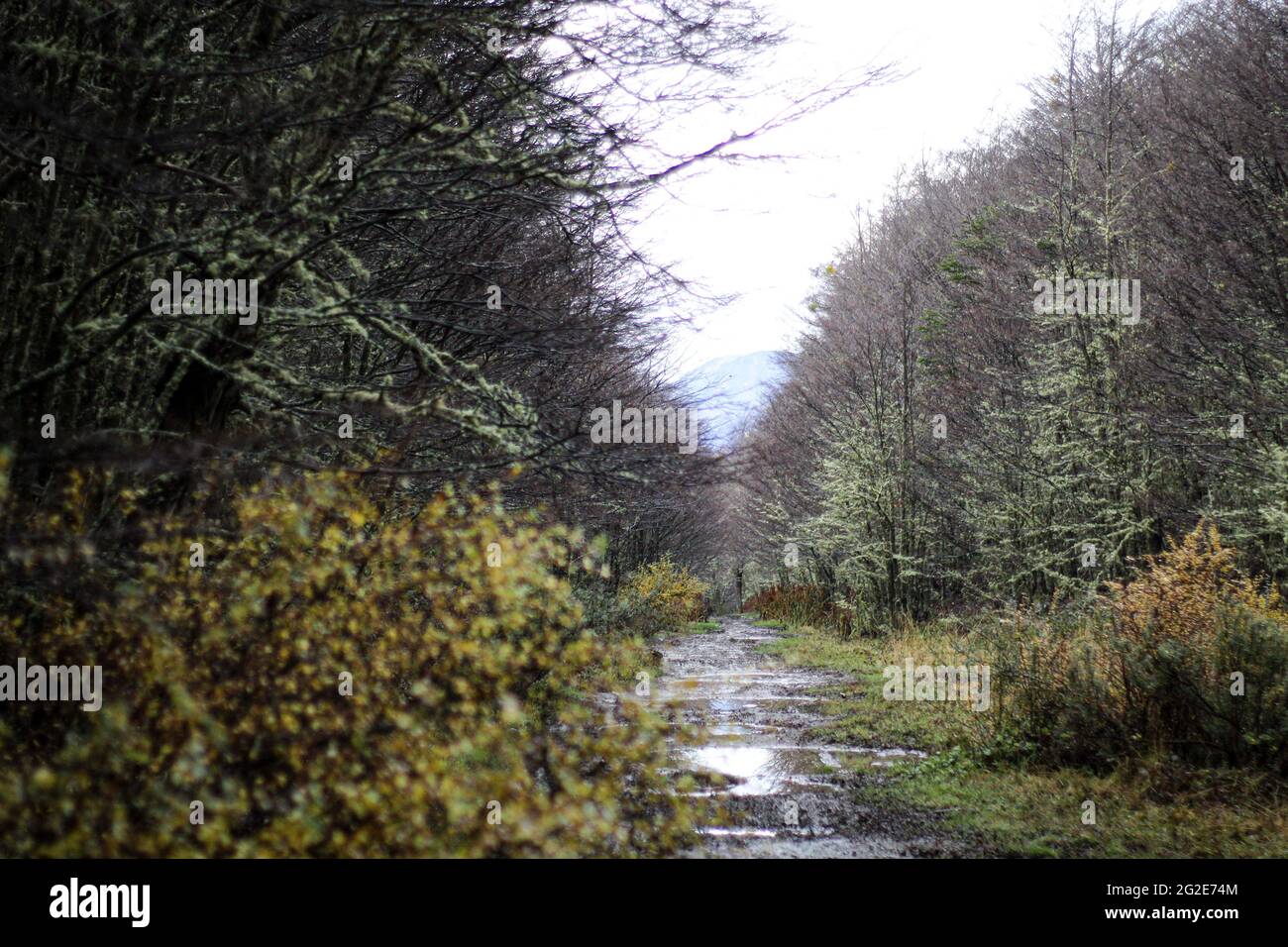 Natural view of a wet unpaved pathway surrounded by trees in the ...