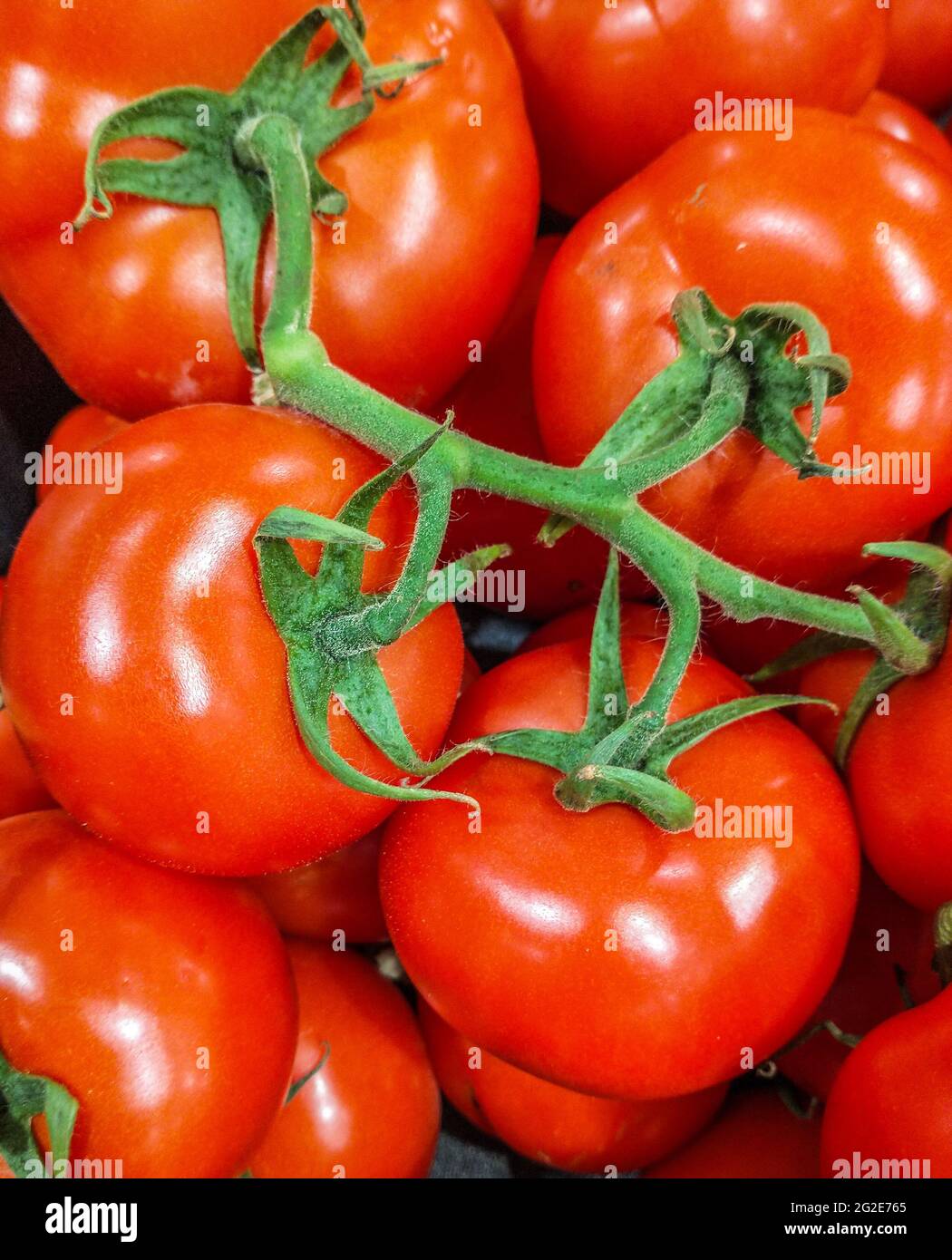 Red Tomatoes on Vine Stock Photo - Alamy