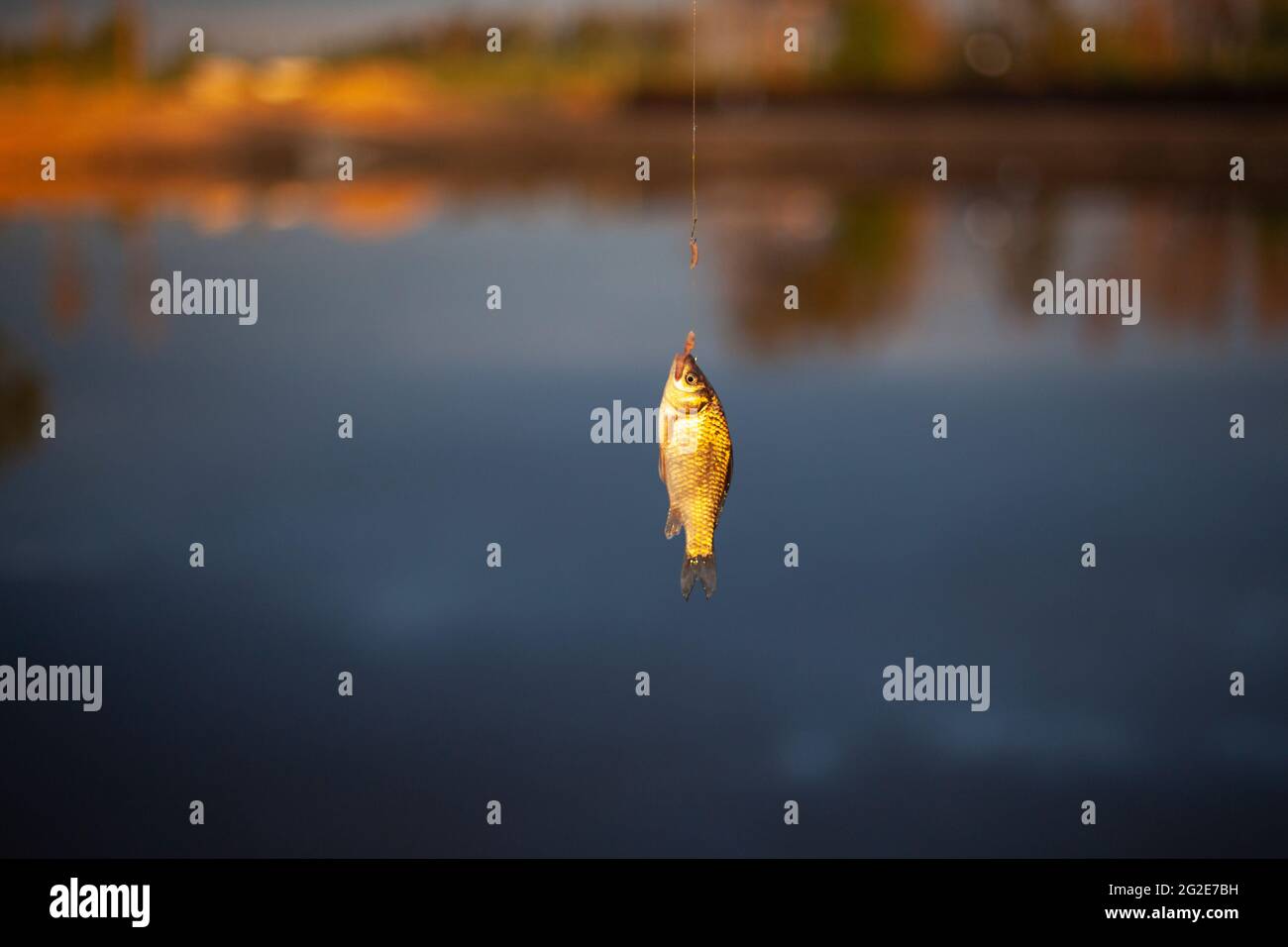 Small fish on the line. Fishing on the lake. The fish fell for the bait ...