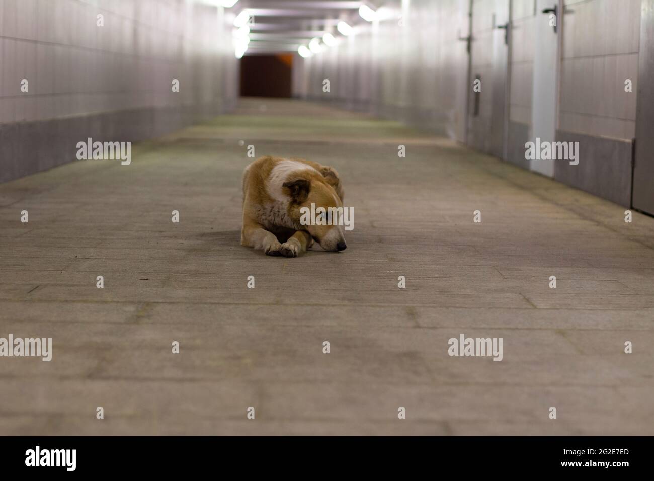 Homeless dog in the tunnel. The dog lives on the street. The animal is ...