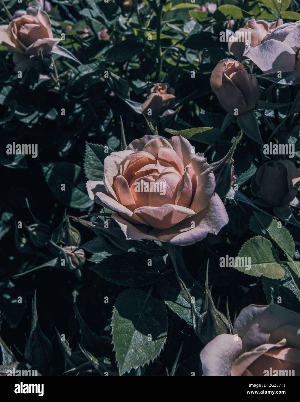 Rose late bloom hi-res stock photography and images - Alamy