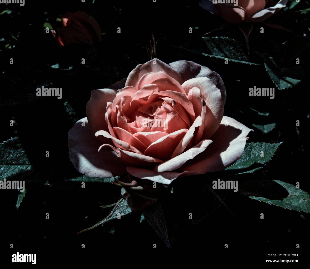 Rose late bloom hi-res stock photography and images - Alamy