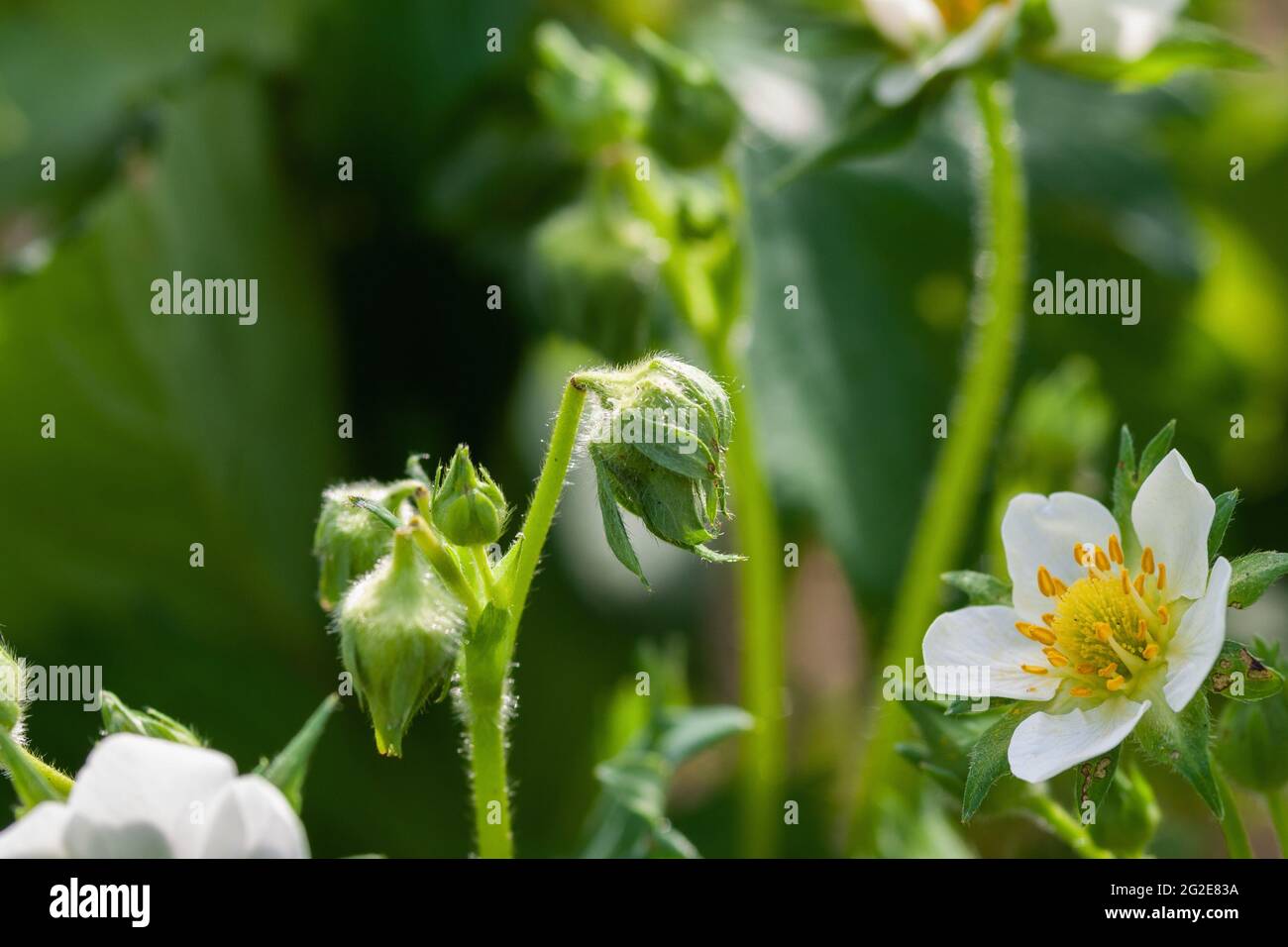 Root Weevil Beetle High Resolution Stock Photography and Images - Alamy