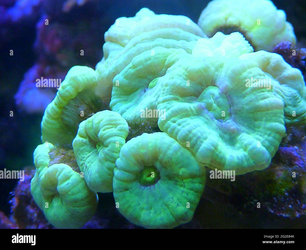 Beautiful candy cane corals underwater Stock Photo - Alamy