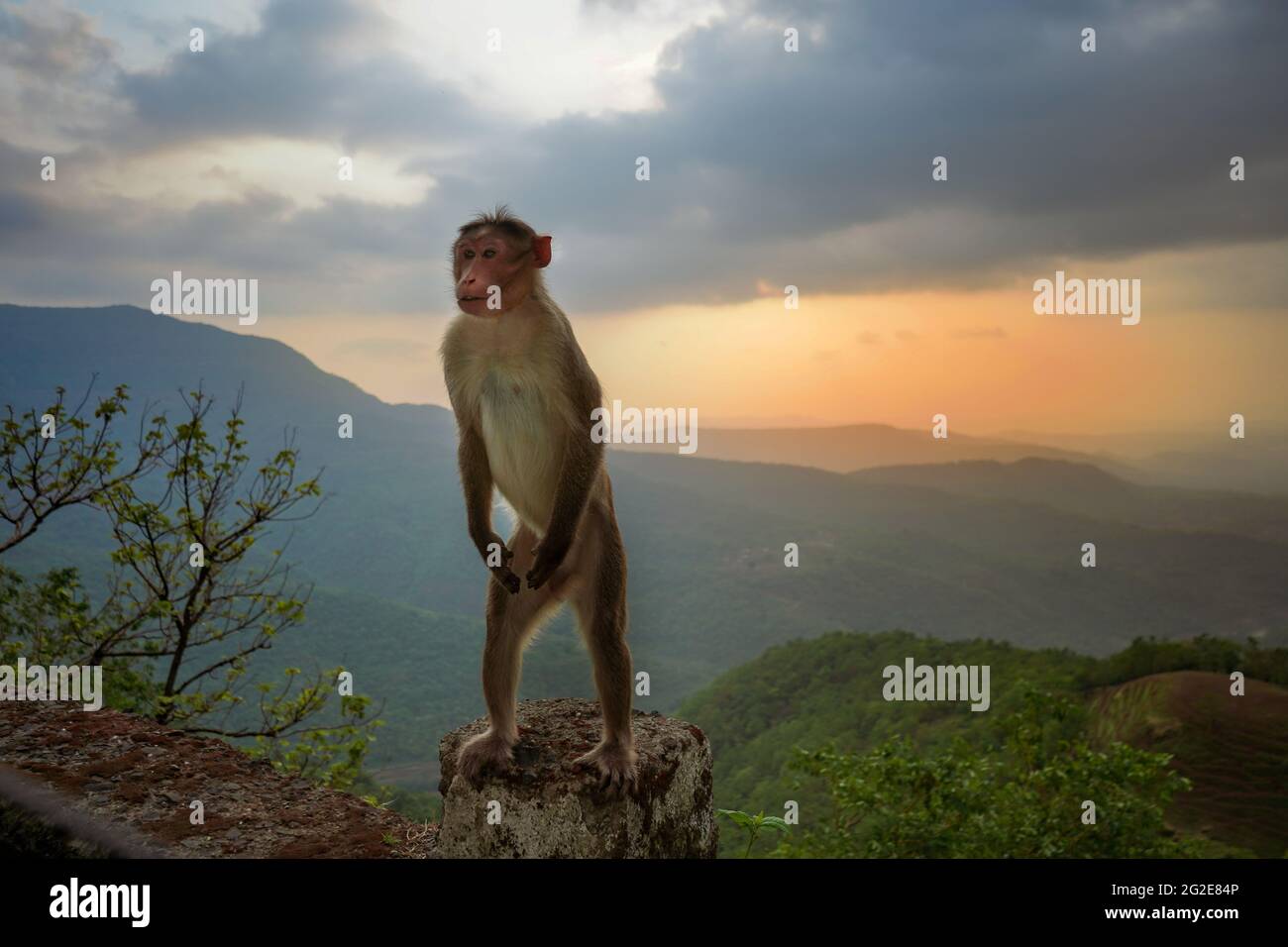 Cute Rhesus macaque monkey standing on its legs on the stone looking ...