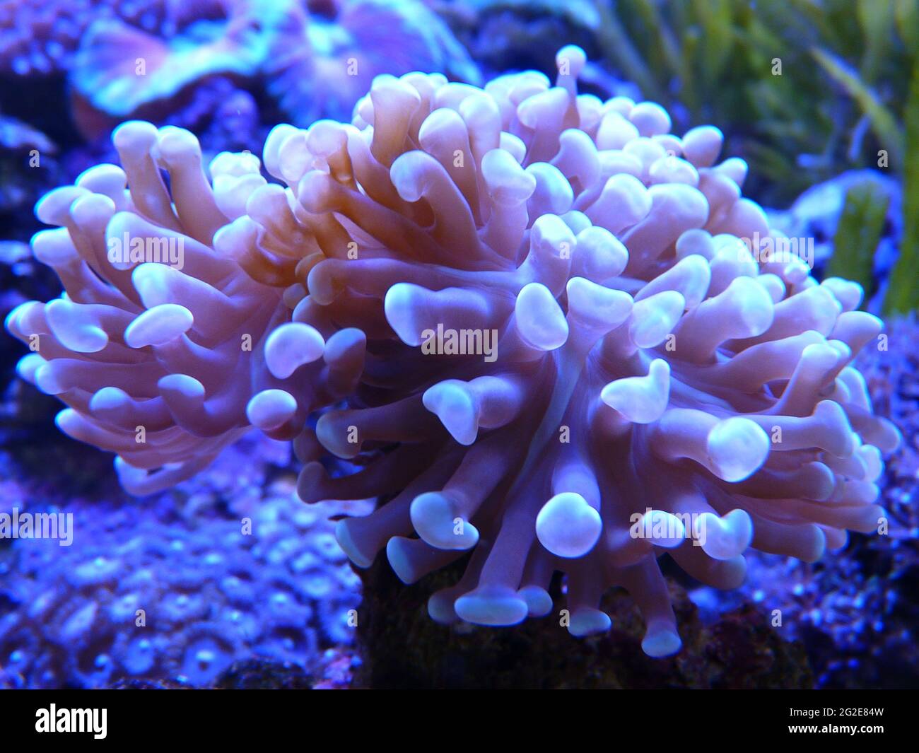 Beautiful sea anemones underwater Stock Photo - Alamy