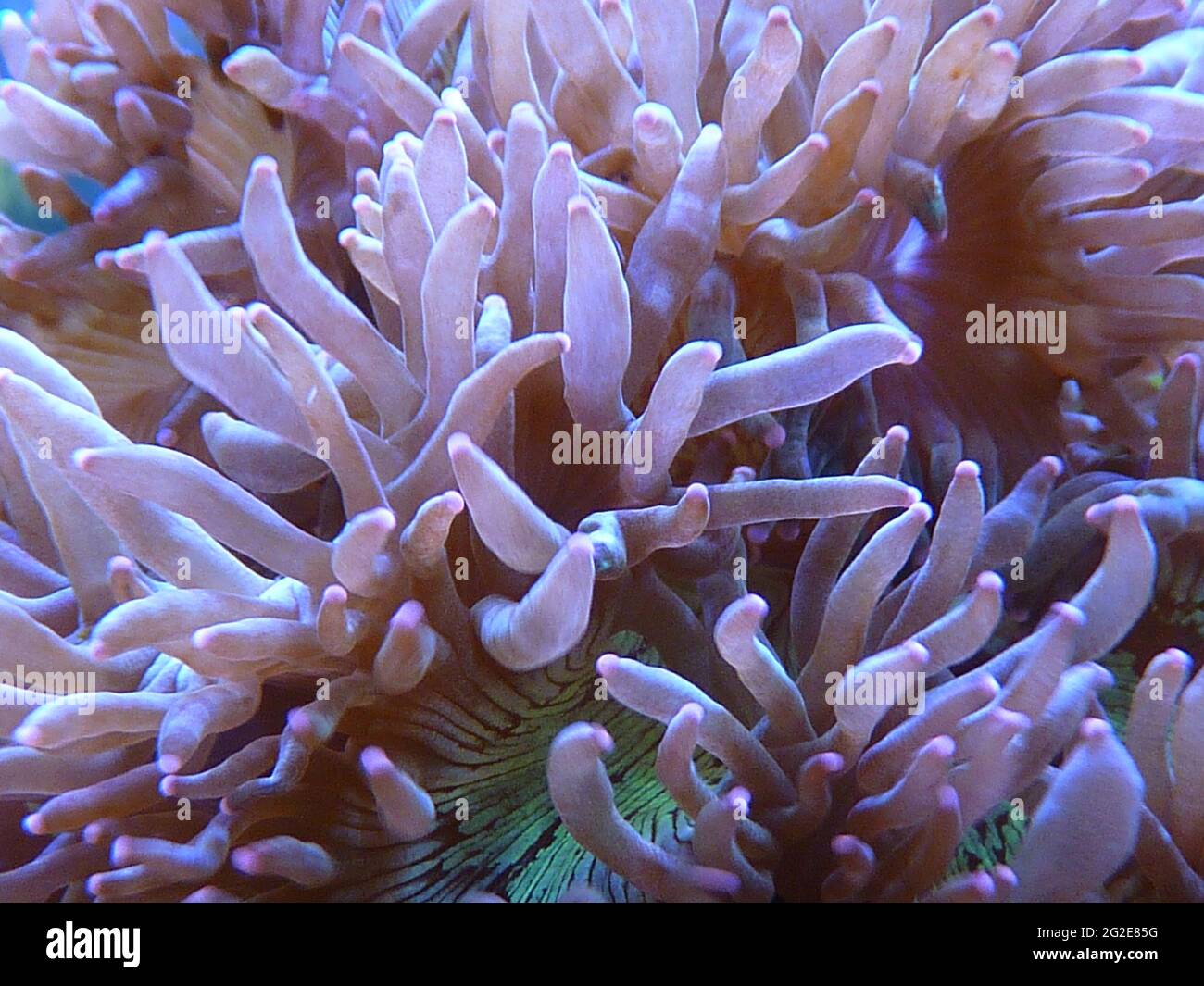 Beautiful sea anemones underwater Stock Photo - Alamy
