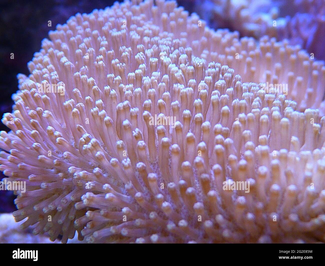 Beautiful sea anemones underwater Stock Photo - Alamy