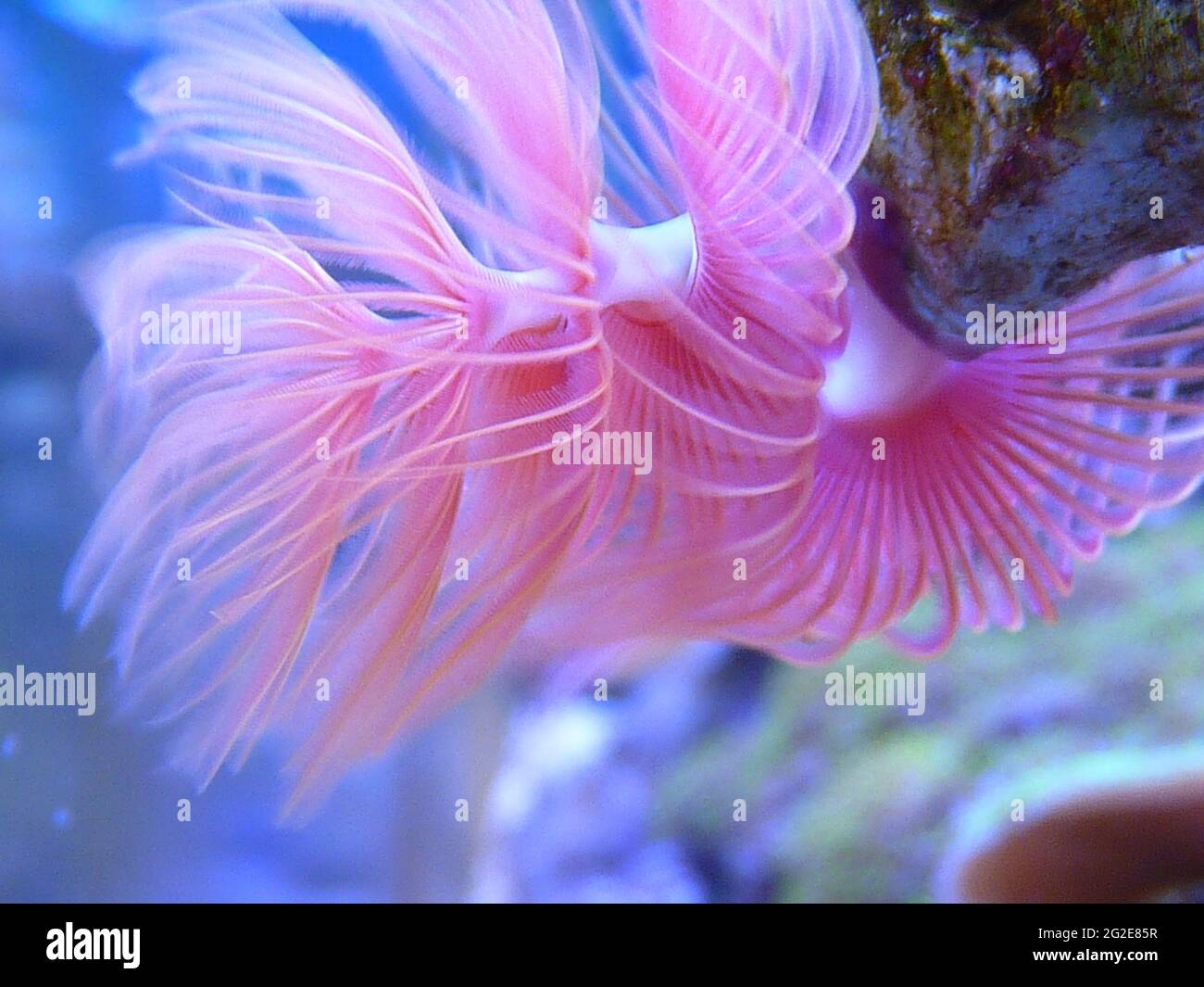 Giant Sea Worm Terrorizes Aquarium