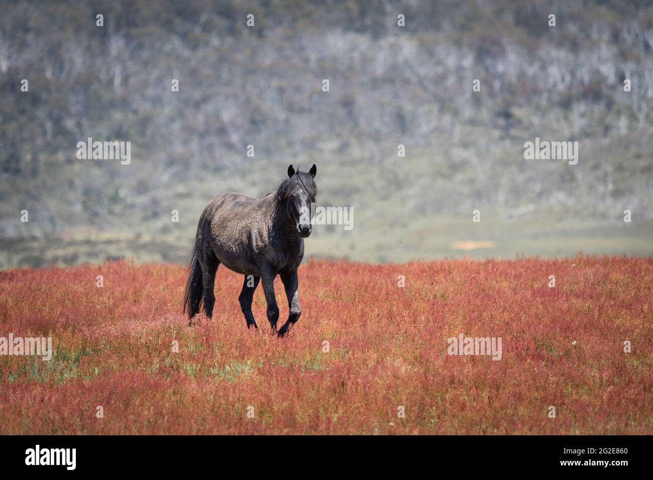 Australian wild brumbies hi-res stock photography and images - Alamy
