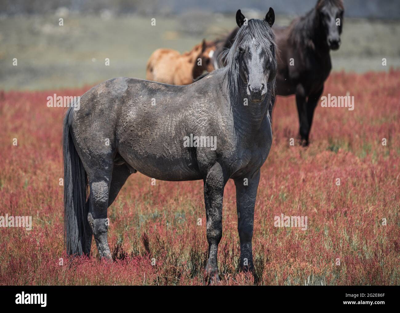 Australian feral horses hi-res stock photography and images - Alamy