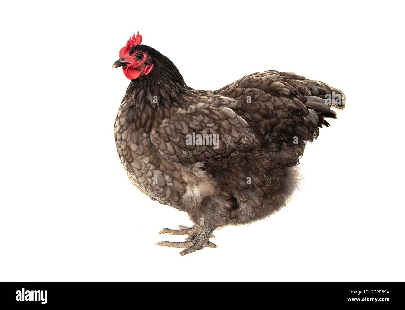 Chicken female. Blue australorp hen isolated on white background Stock ...