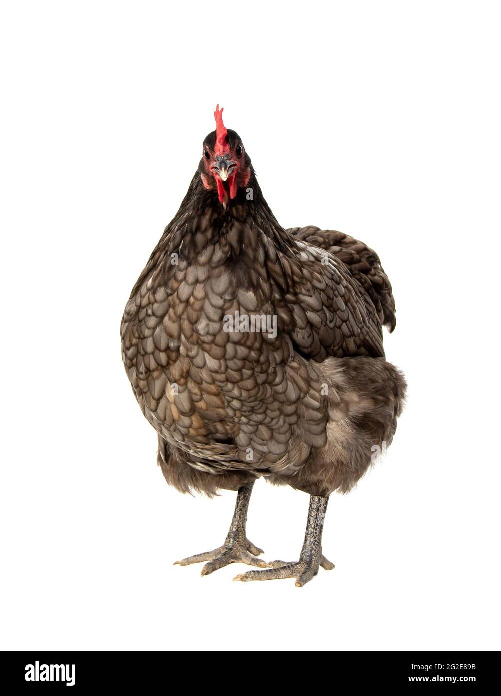 Chicken female. Blue australorp hen isolated on white background Stock ...