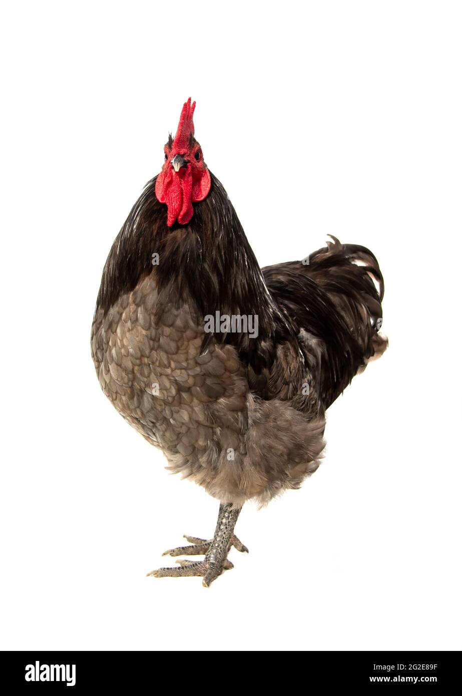 Chicken male have red comb. Blue australorp rooster isolated on white ...