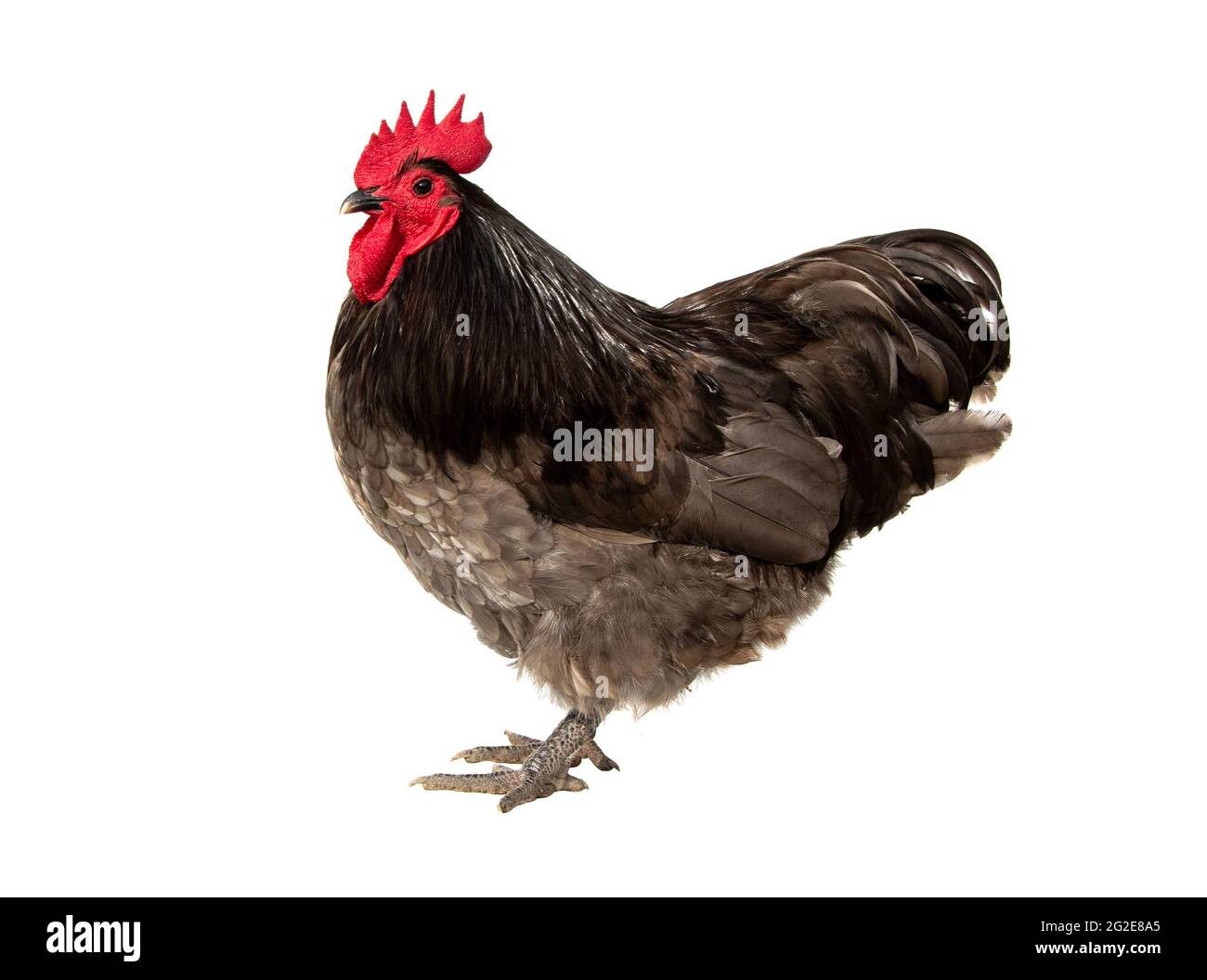 Chicken male have red comb. Blue australorp rooster isolated on white ...