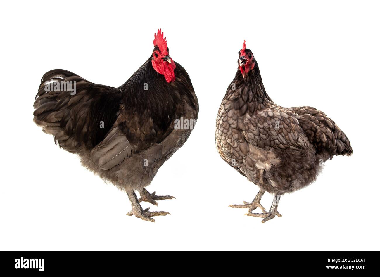 Male and female chickens ( rooster and hen ) Blue Australorp isolated ...