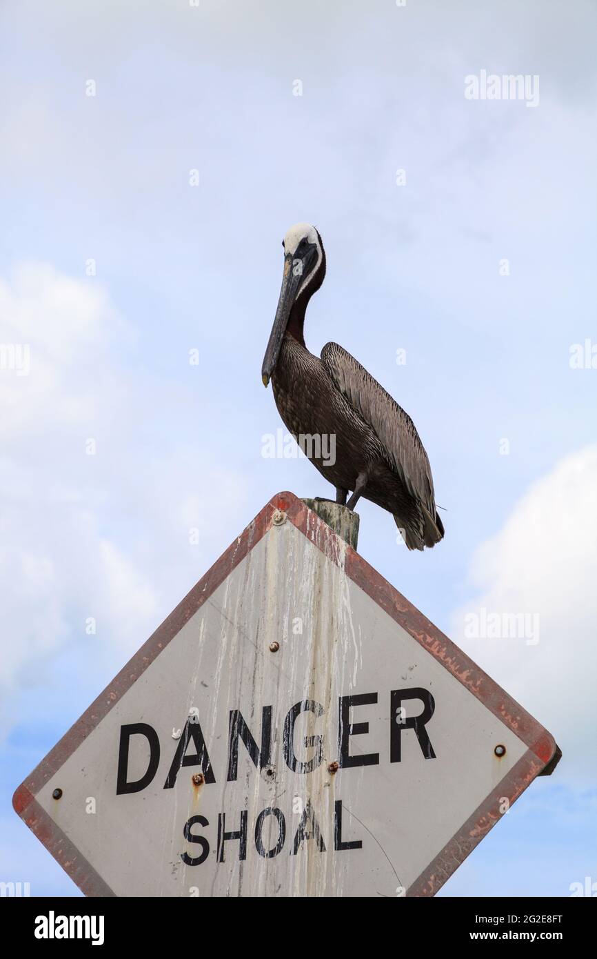 Large pelican Pelecanus occidentalis on a danger sign in front of a ...