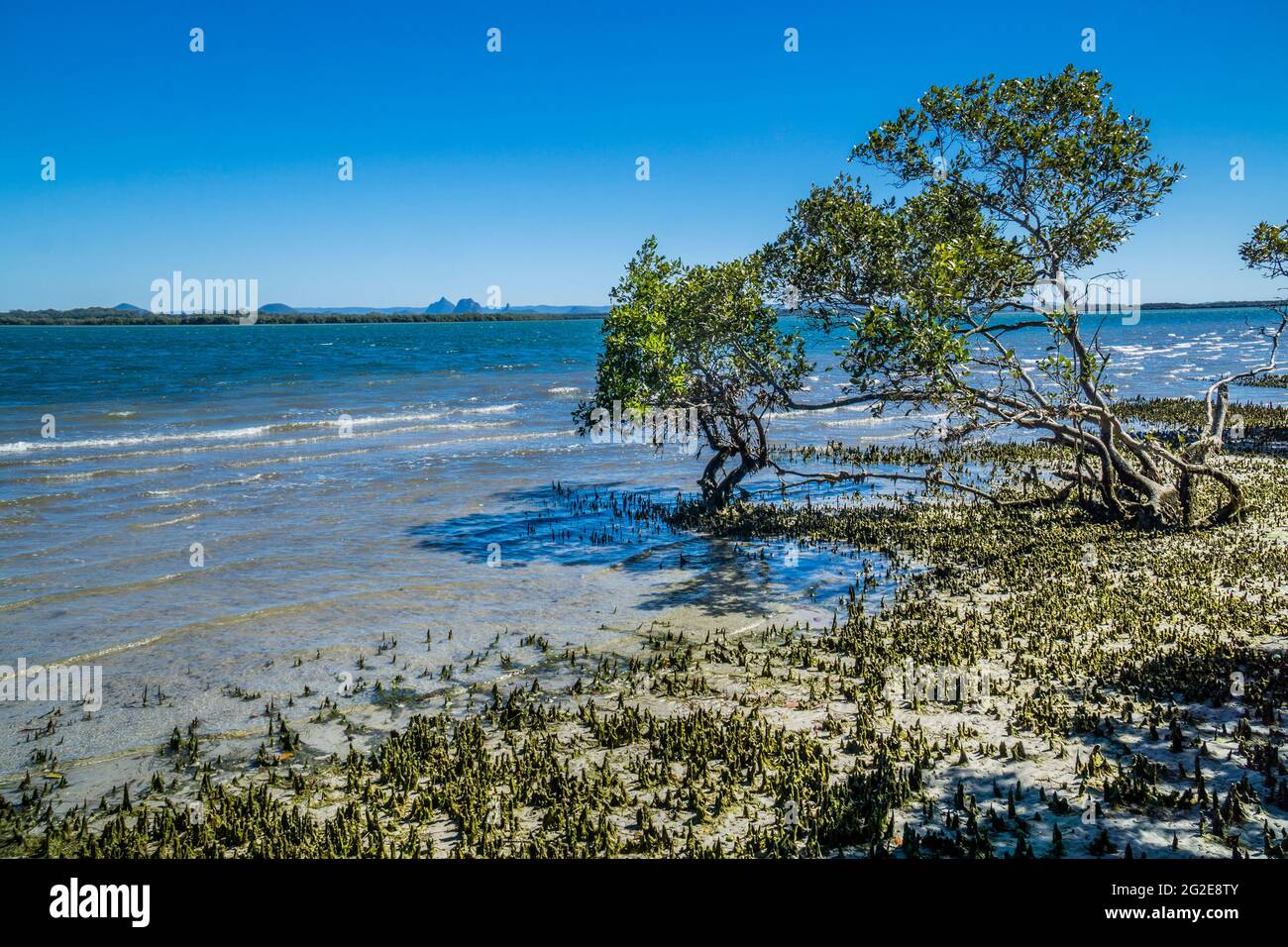 Bribie Island mangrove shore at Gallagher Point, Pumiceston Passage in ...