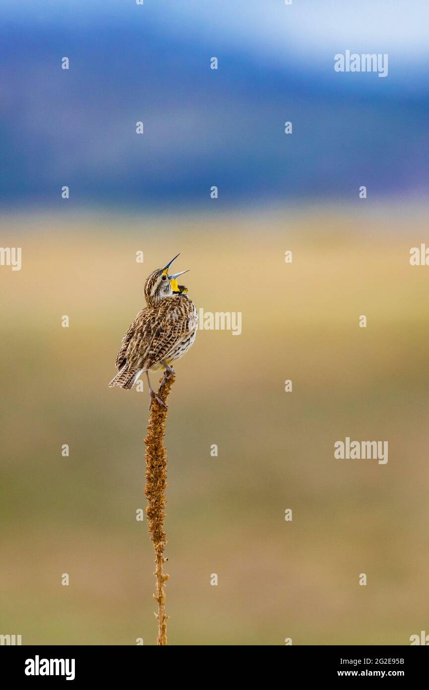 Western Meadowlark, Sturnella neglecta, singing on the Mixed Grass ...