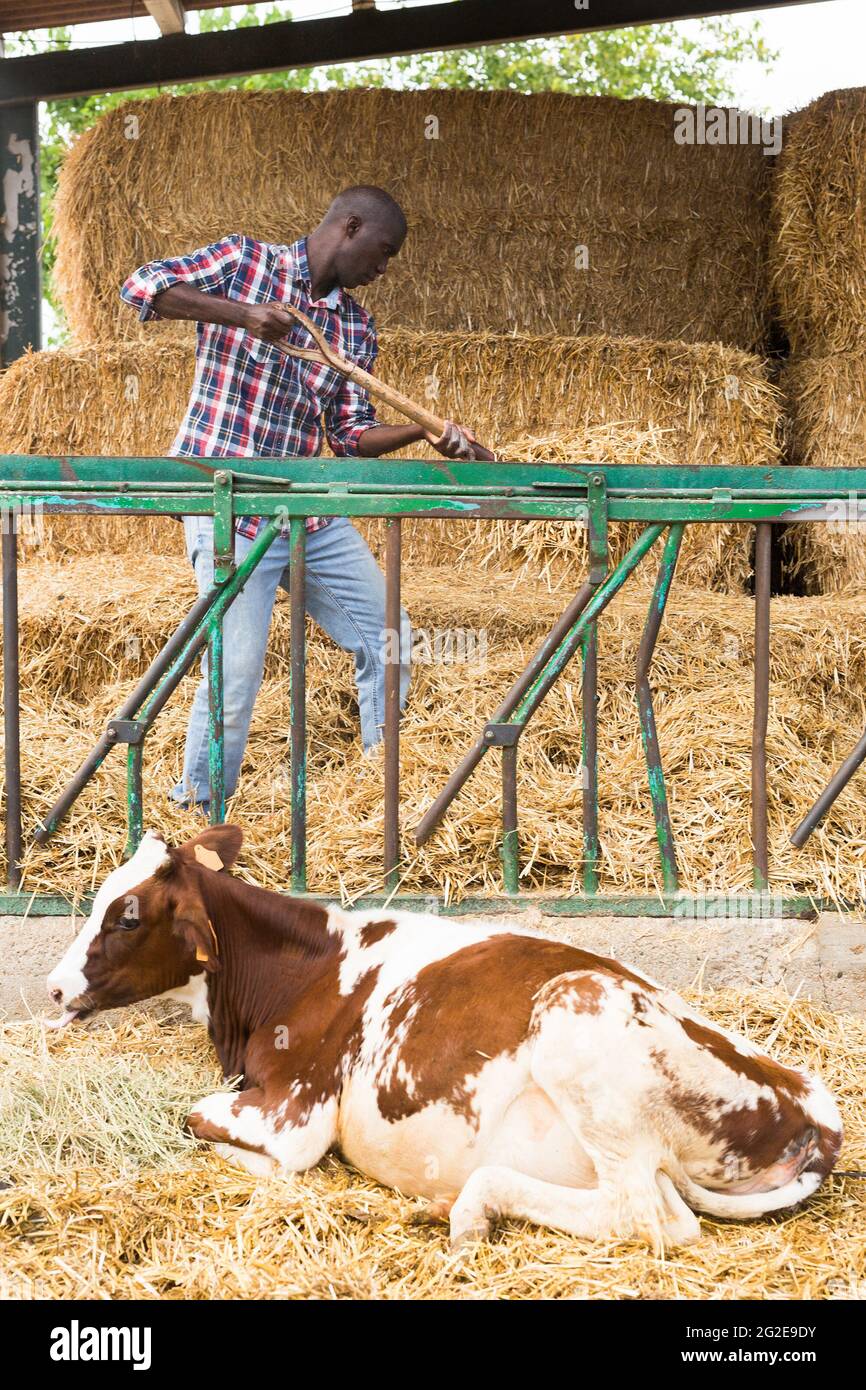African american man farmer working with hay before feeding cows Stock ...