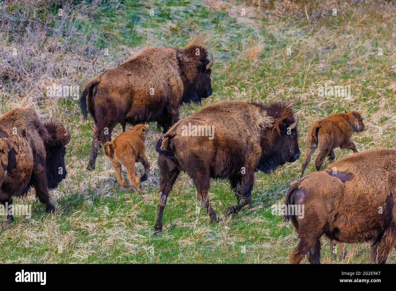 American Bison or Buffalo, Bison bison, on the grasslands of Wind Cave ...