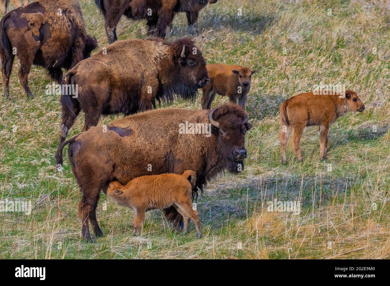 Red Dog (young) American Bison, Bison bison, nursing on the grasslands ...