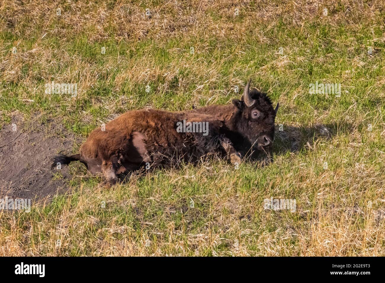 Buffalo wallow hi-res stock photography and images - Alamy