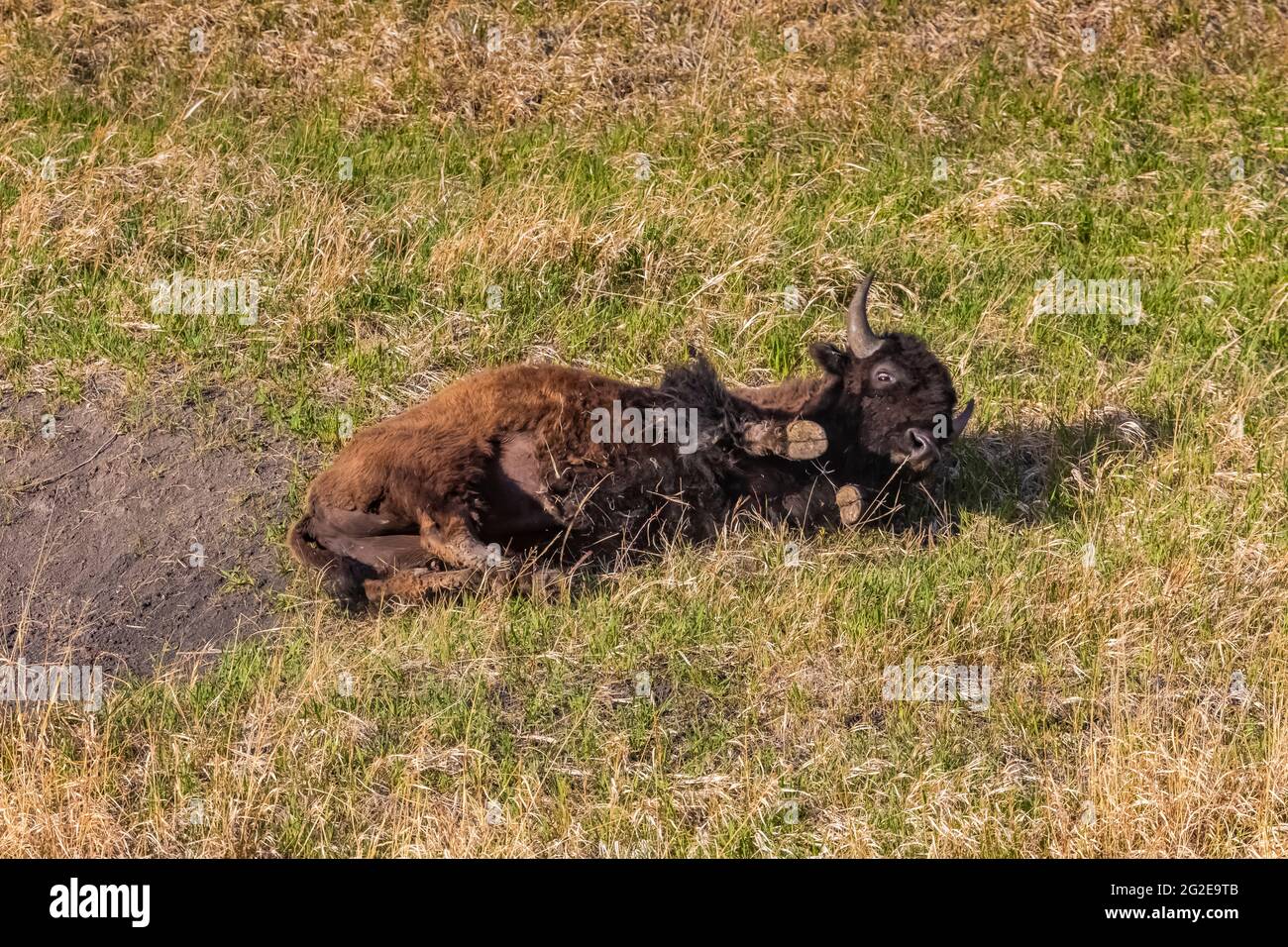 Buffalo wallow hi-res stock photography and images - Alamy